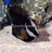 Black Foxface, Siganus niger: you haven’t seen a rabbitfish like this ...