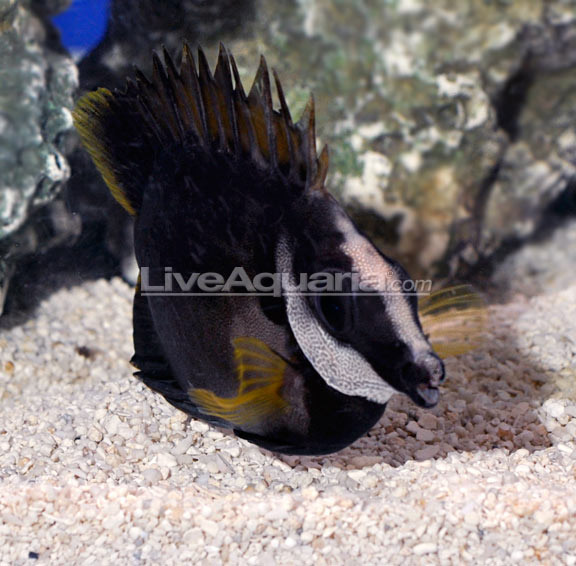 Black Foxface, Siganus niger: you haven’t seen a rabbitfish like this ...
