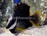 Black Foxface, Siganus niger: you haven’t seen a rabbitfish like this ...