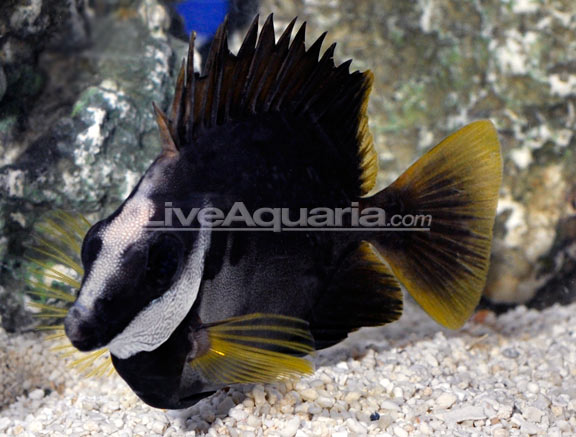 Black Foxface, Siganus niger: you haven’t seen a rabbitfish like this ...