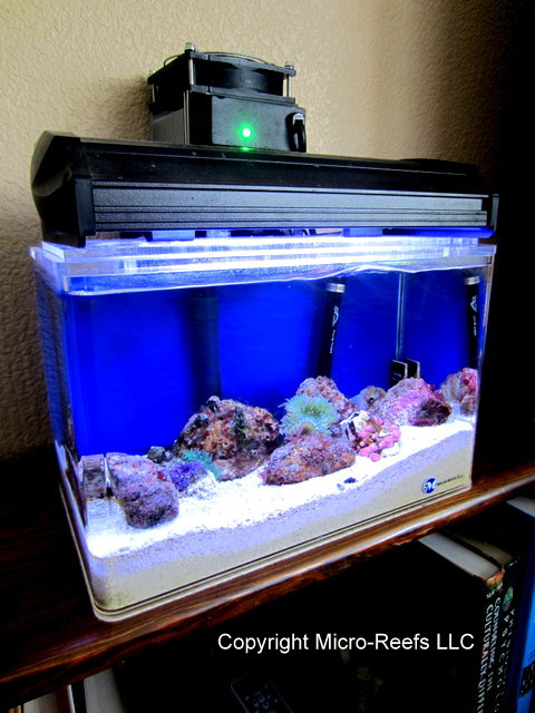Micro-Reefs bringing pico, temperate systems to an office cubicle near you | Reef Builders | The ...