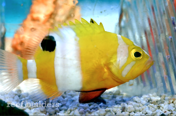 Juvenile Neptune Grouper shows up in Singapore, retailing for a hefty ...