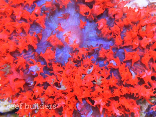 Panic! at the Disco(soma) - An Overview of Discosoma spp. Corallimorphs ...