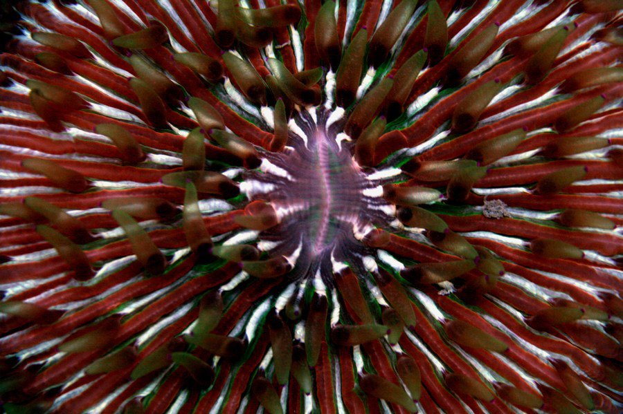 Red wagon wheel Fungia fralinae is a planetary alignment of perfect ...