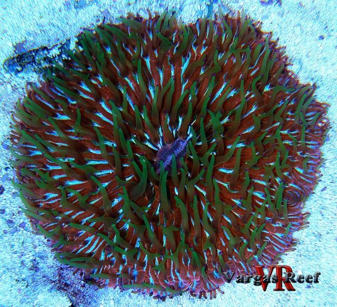 Red wagon wheel Fungia fralinae is a planetary alignment of perfect ...