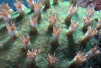 Remarkable Galaxea colony corallites and polyps filmed in the wild ...