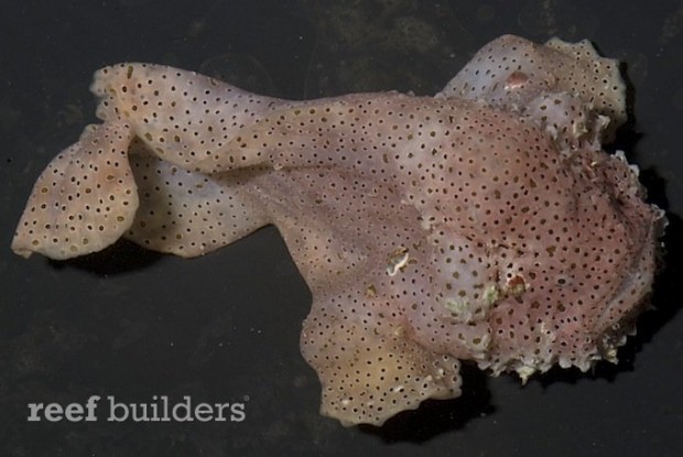 Histiophryne pogonius frogfish has a face only a marine aquarist could ...