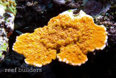 Yellow polyp orange cap - who knew that montipora came in this color ...