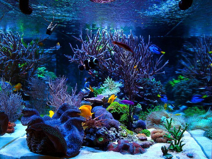 Jim & Christine’s Reef from the UK is a showstopper | Reef Builders ...