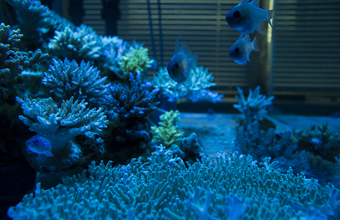 Acropora suharsonoi - one of the most beautiful and unique deepwater ...