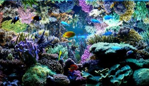 Gloupe’s reef is a French chef-d’oeuvre, a modern coral masterpiece ...