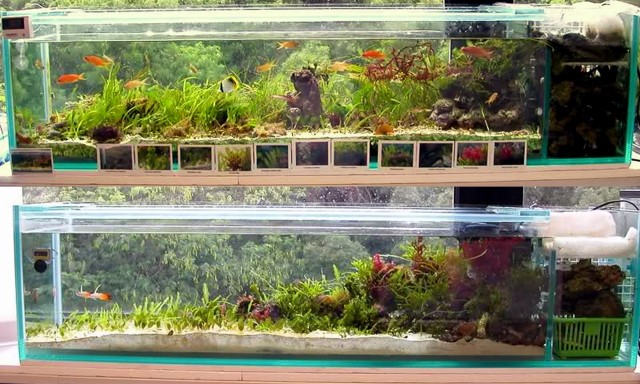 Halophila’s Seagrass tank is a prime example of simple beauty | Reef ...