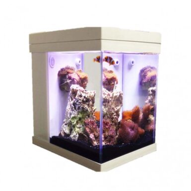 JBJ Cubey is more than a cute name | Reef Builders | The Reef and ...