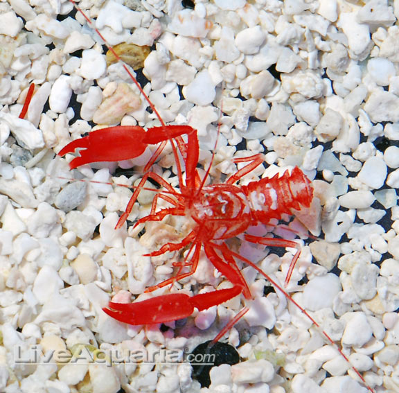 The Lima Shrimp is a tiny monster crustacean made to live in flame ...