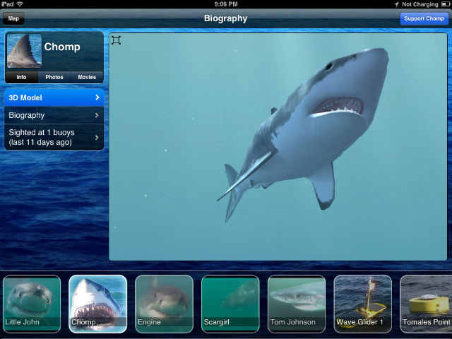 Foursquare for Great Whites? Sharks get their own social app | Reef ...