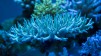 Acropora suharsonoi - one of the most beautiful and unique deepwater ...