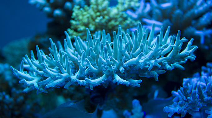 Acropora suharsonoi - one of the most beautiful and unique deepwater ...