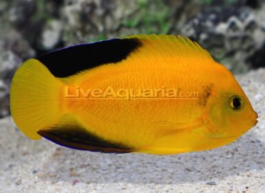 Male yellow pygmy angelfish from Cebu exhibits a handsome splash of ...