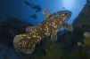 Coelacanth video from NatGeo is up close and personal | Reef Builders ...