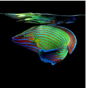 Mark Laita’s “Sea” book is filled with incredible fish reflection ...