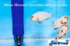 Wyoming White and Maine Blizzard clownfish from Sea & Reef Aquaculture ...