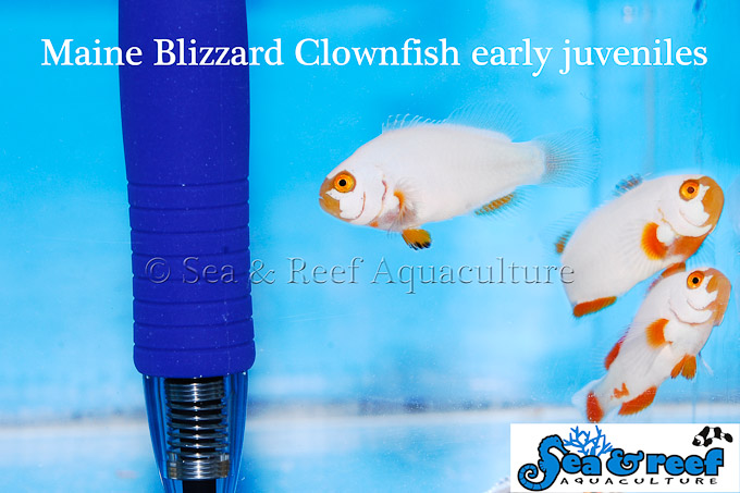 Wyoming White and Maine Blizzard clownfish from Sea & Reef Aquaculture ...