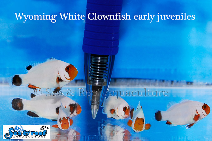 Wyoming White and Maine Blizzard clownfish from Sea & Reef Aquaculture ...