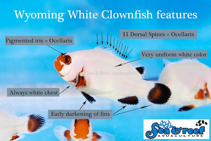 Wyoming White and Maine Blizzard clownfish from Sea & Reef Aquaculture ...