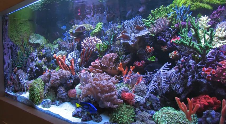 400 gallon Vivid Aquariums serviced reef tank is full of eye-candy ...