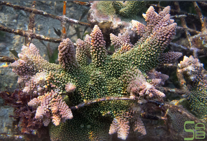 Sabine’s visit to Bali coral farm feels exceptionally personal | Reef ...