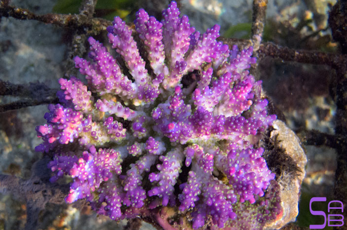 Sabine’s visit to Bali coral farm feels exceptionally personal | Reef ...