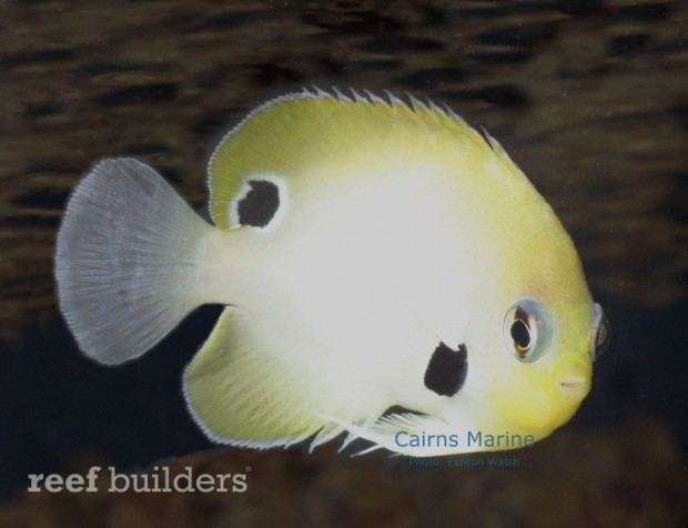 Blackspot pygmy angelfish found living in Australia, net-caught and MAC ...