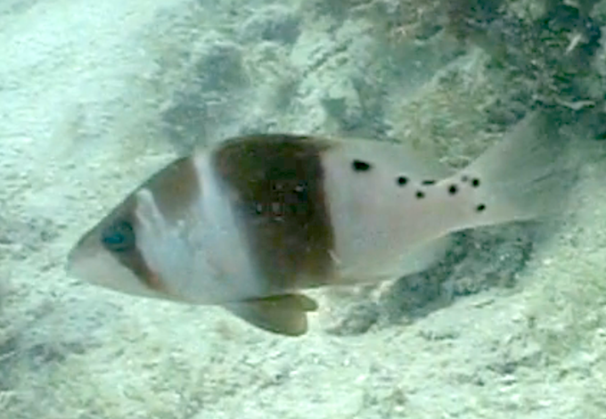 Hypoplectrus floridae & H. ecosur: two new species closely related to ...