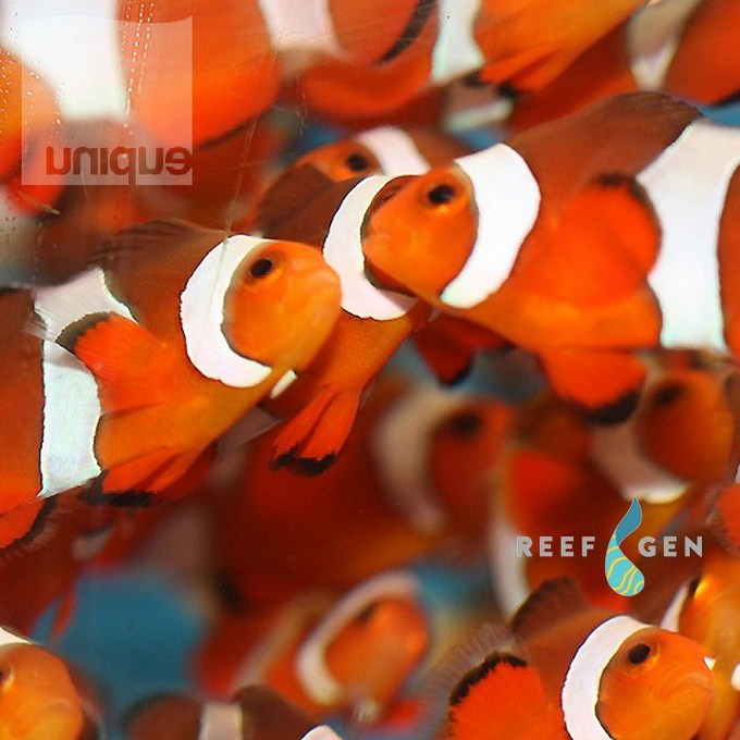 ReefGen offering Long Island Aquarium corals, Flamboyant cuttlefish and ...
