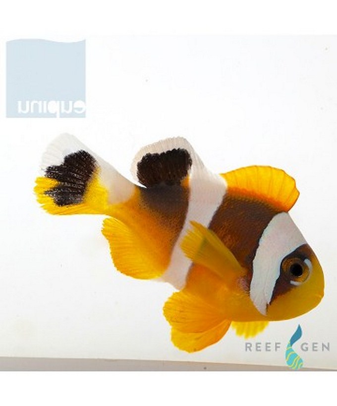 ReefGen offering Long Island Aquarium corals, Flamboyant cuttlefish and ...