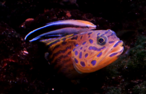 Opistognathus decorus - tattoo jawfish is made with the color and size ...