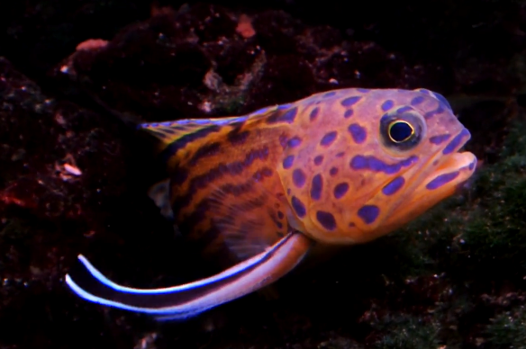 Opistognathus decorus - tattoo jawfish is made with the color and size ...