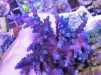 The infamous Cali Tort & Oregon Tort - classic strains of blue Acropora ...