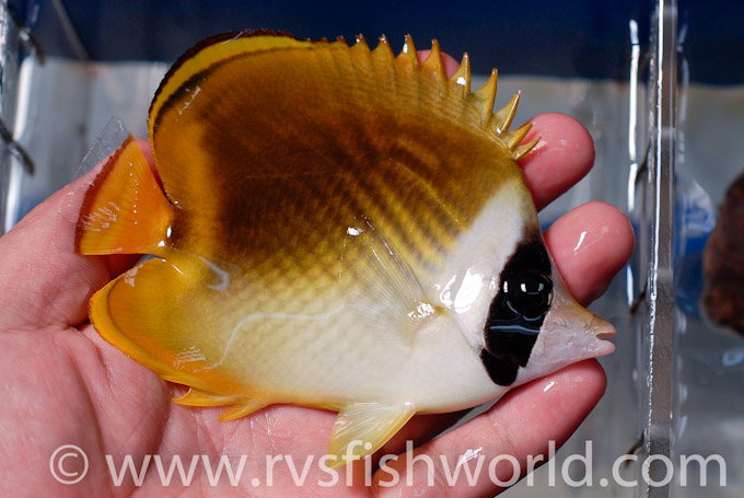 Raccoon X Panda butterflyfish cross makes for one dreamy looking hybrid | Reef Builders | The ...