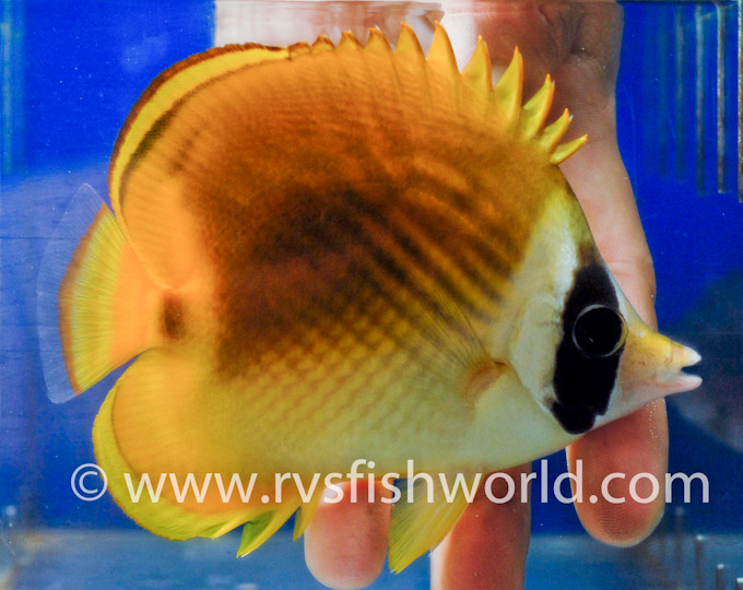 Raccoon X Panda butterflyfish cross makes for one dreamy looking hybrid | Reef Builders | The ...
