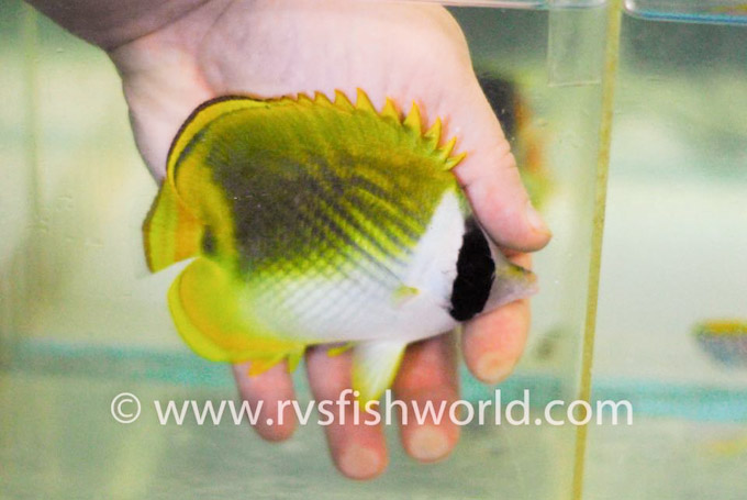 Raccoon X Panda butterflyfish cross makes for one dreamy looking hybrid ...