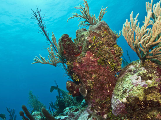 Caribbean reefs are nearly all dead says grim, new IUCN report | Reef ...