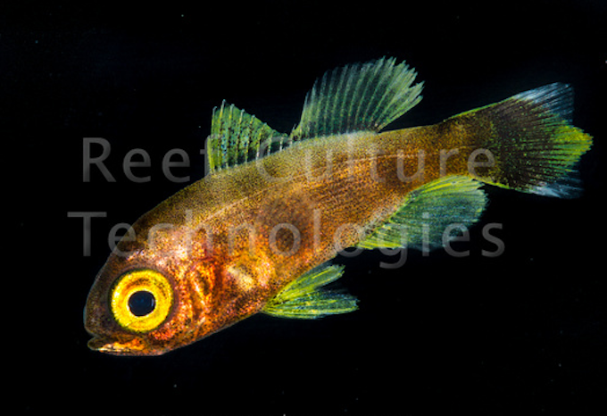 Reef Culture Technologies dabbles in rearing reef fish from wild ...