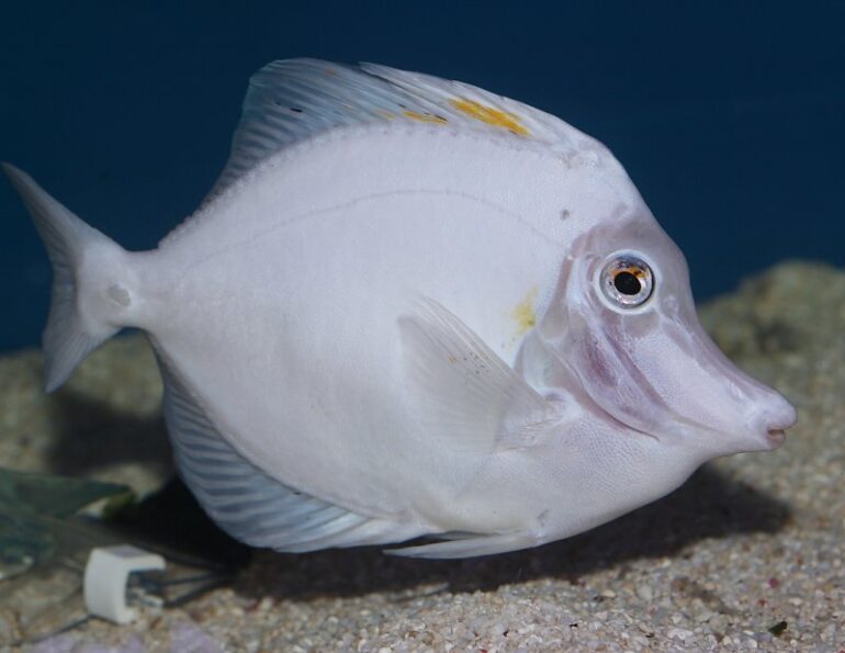 Another white tang is discovered, this time it’s a Scopas | Reef ...
