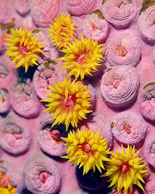 Tubastraea faulkneri and Tubastraea coccinea - which one is which and ...