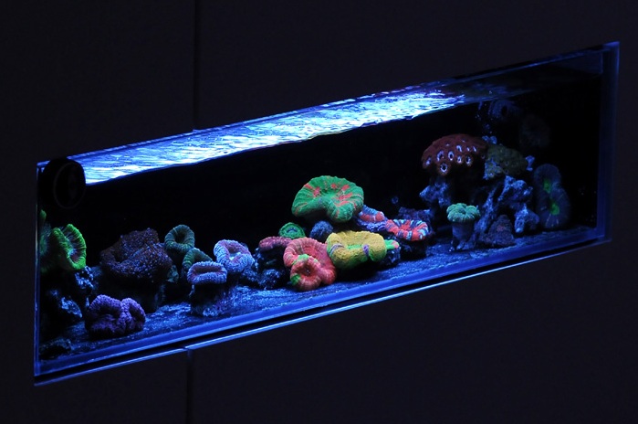 Hongtam’s reef aquarium in Hong Kong takes the display refugium to a ...