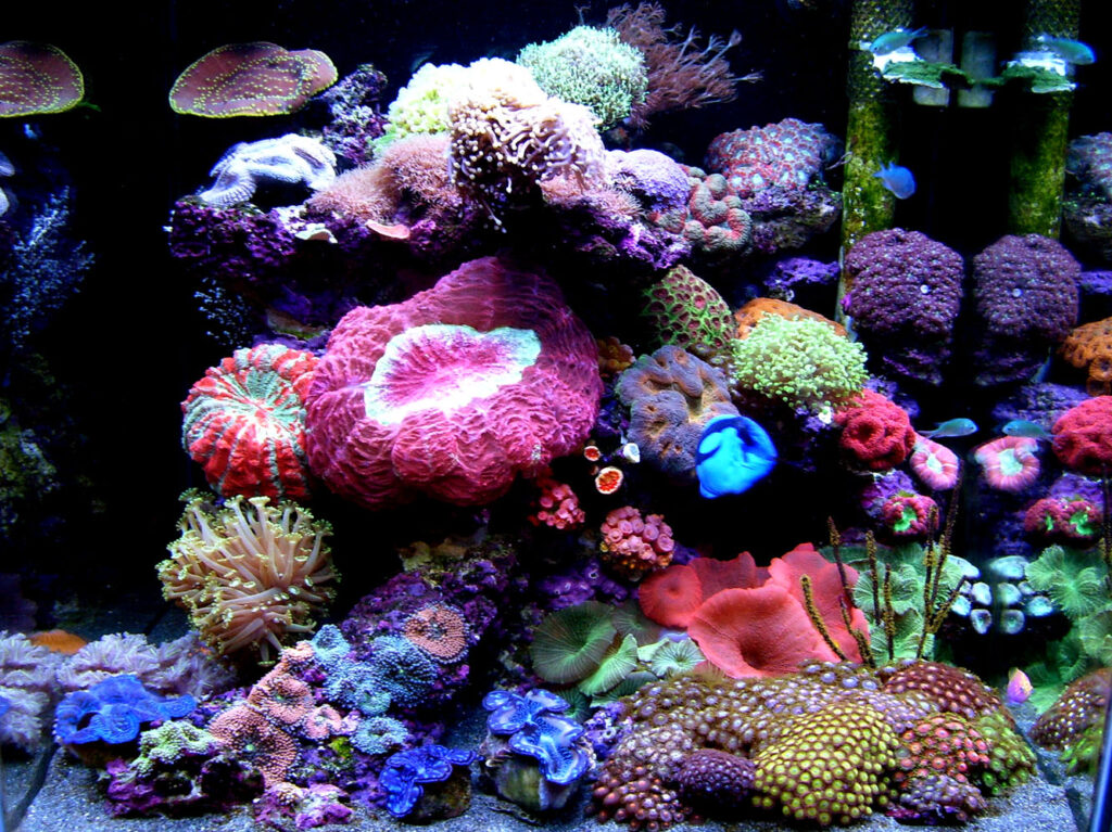J’Field Yeo’s cube from Singapore is a cute collection of corals | Reef Builders | The Reef and ...