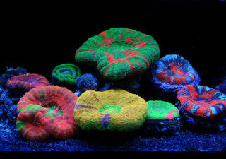 Tag: scolymia australis | Reef Builders | The Reef and Saltwater ...