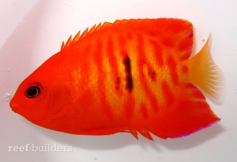 Hyper red flame angelfish makes its way to South Africa | Reef Builders ...