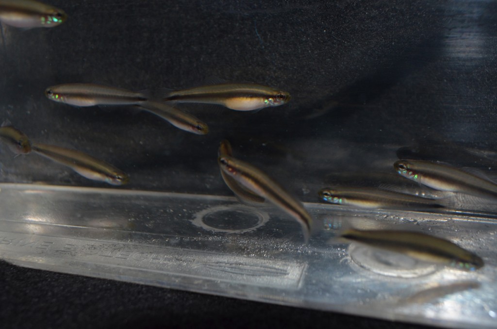 Proaquatix reveals new captive bred Parioglossus - but what species ...